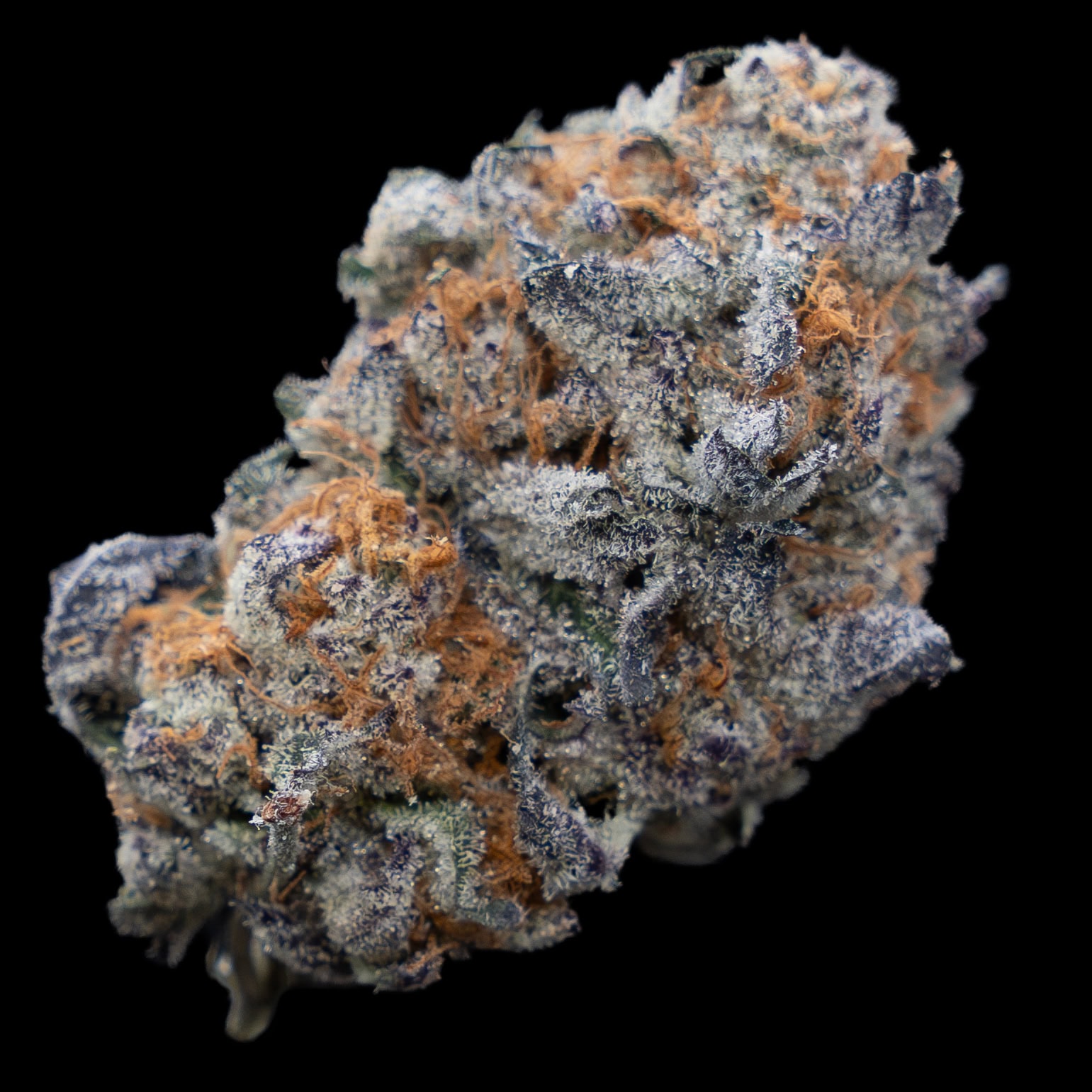 Hollywood - Upstate Elevator Operators